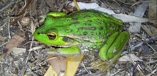 GrowlingGrassFrog – banner (Kirsten Parris) – The Clean Air and Urban ...